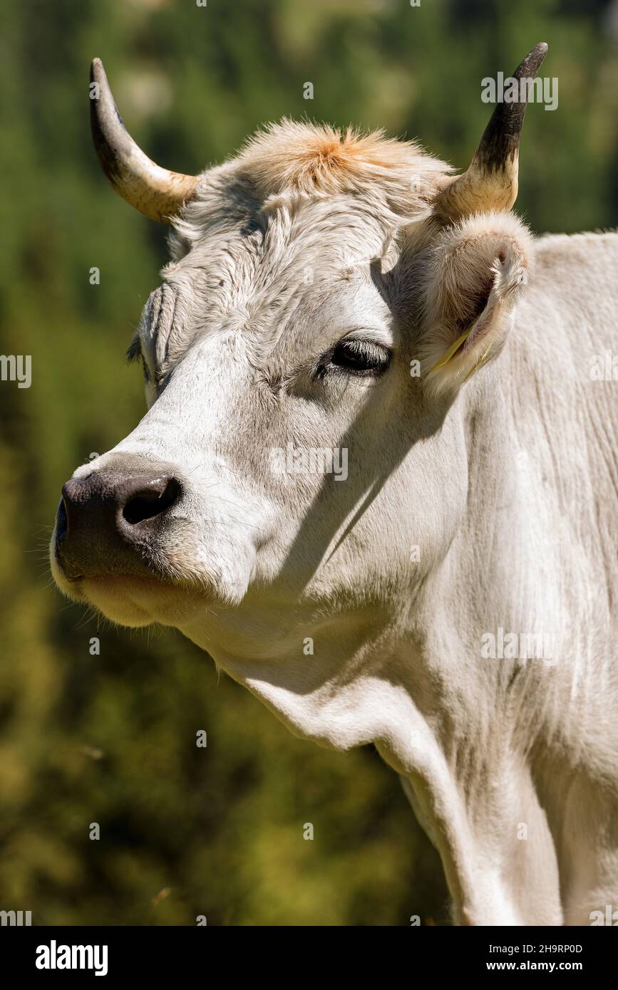 Cow. Portrait of a white heifer with horns, Italian Alps, Trentino Alto ...