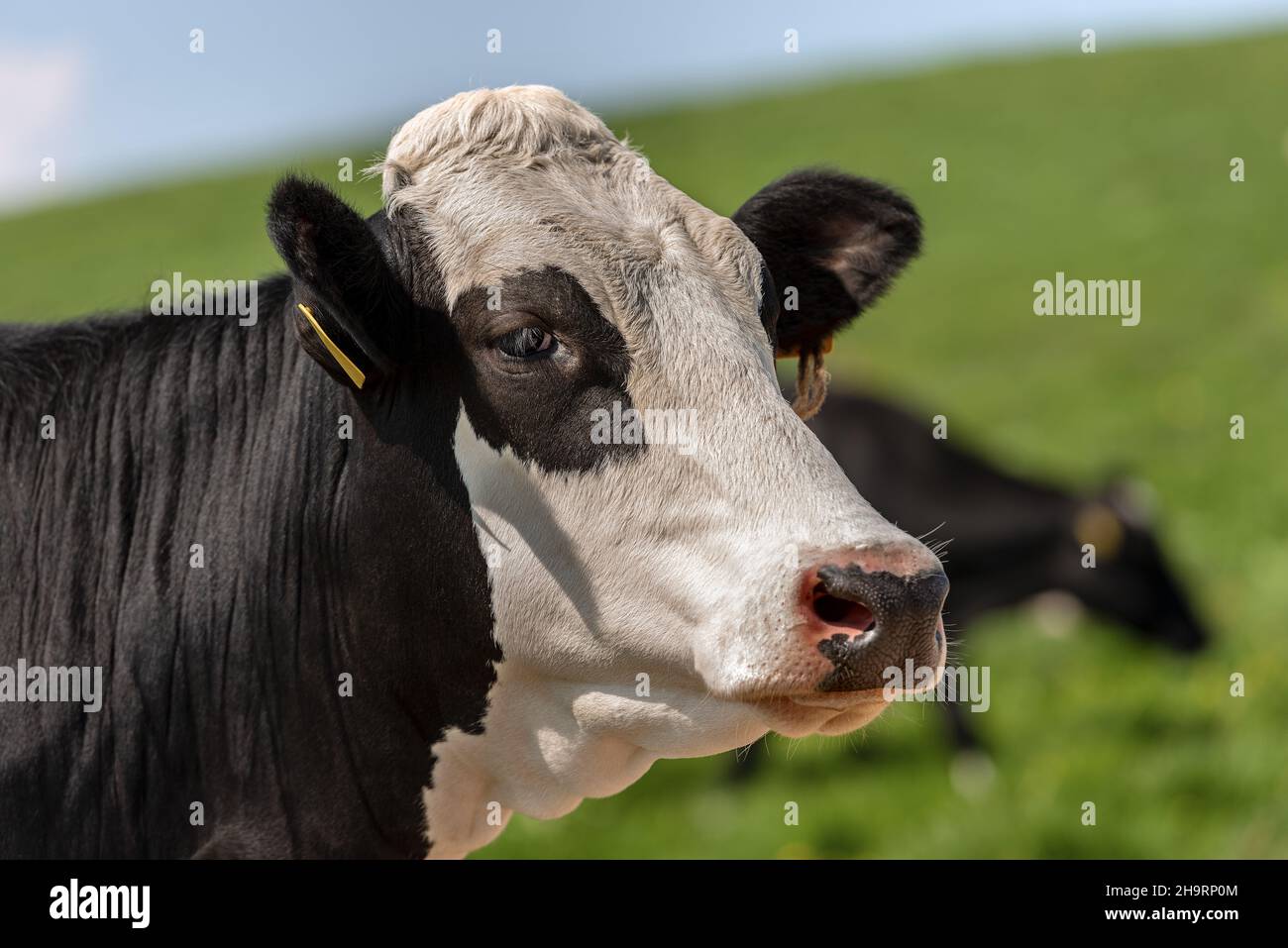 Portrait of a white and black dairy cow without horns, side view ...