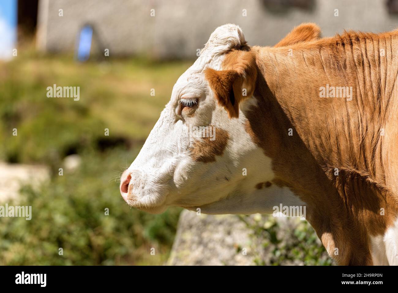 Hornless hi-res stock photography and images - Alamy