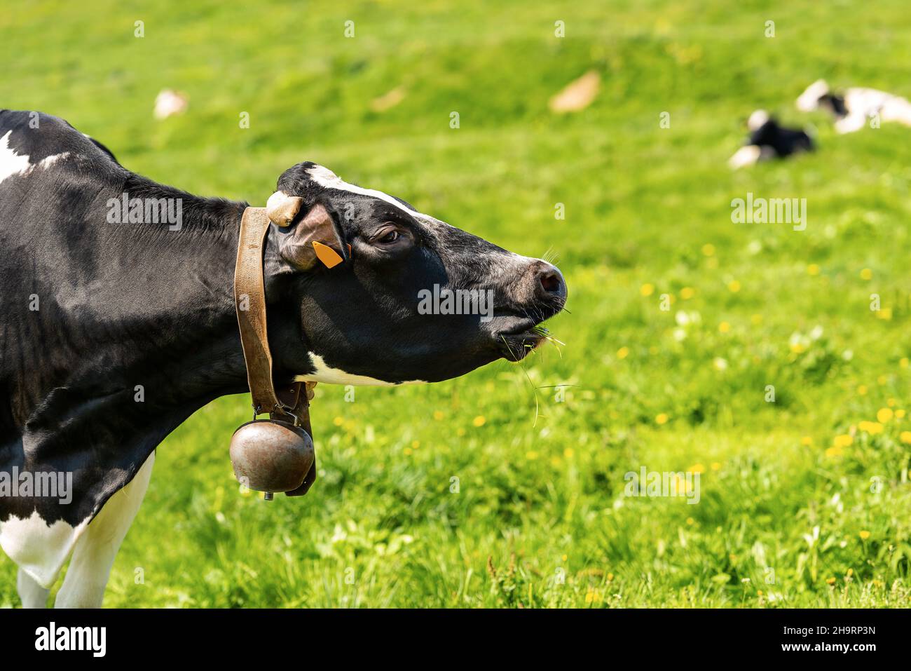 Portrait of a white and black dairy cow without horns and cowbell ...
