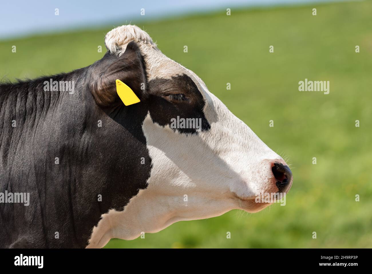 Portrait of a white and black dairy cow without horns, side view ...