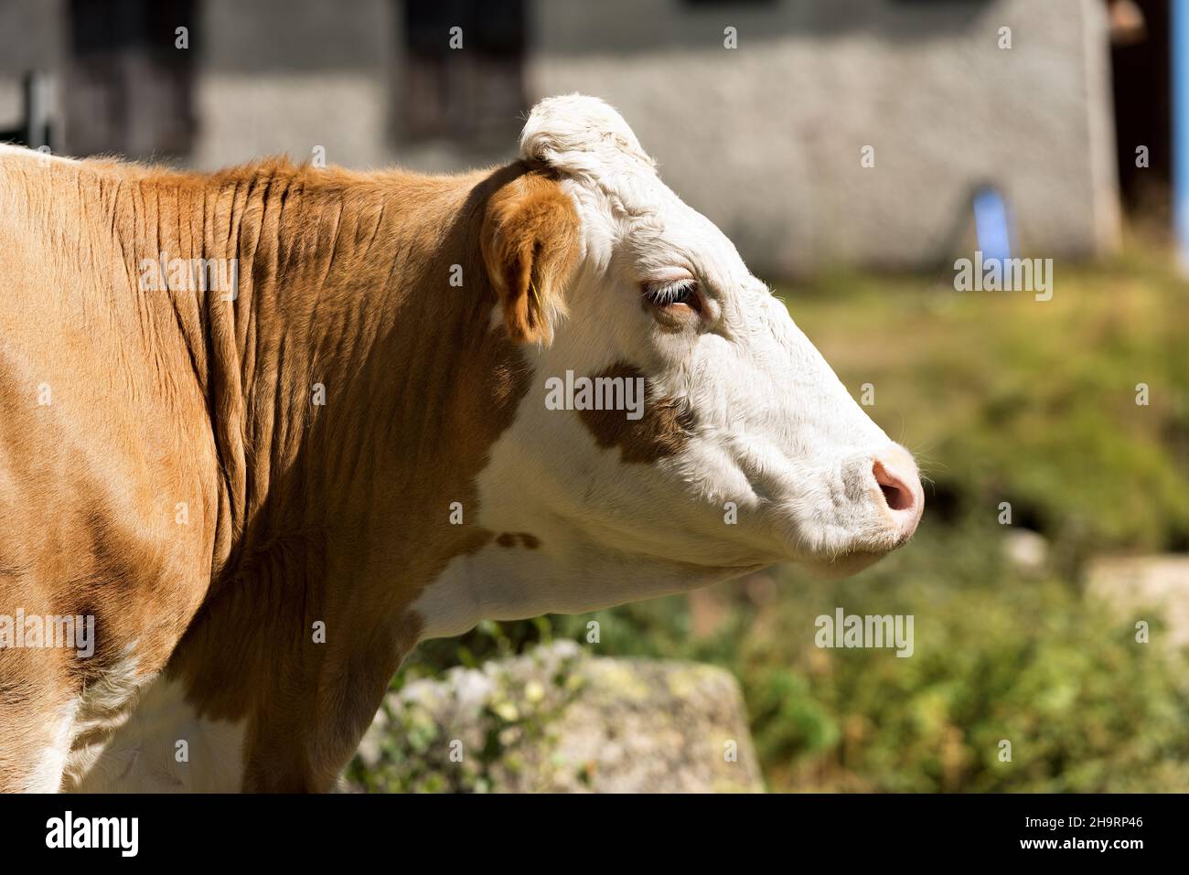 Portrait of a white and brown dairy cow without horns, Italian Alps ...