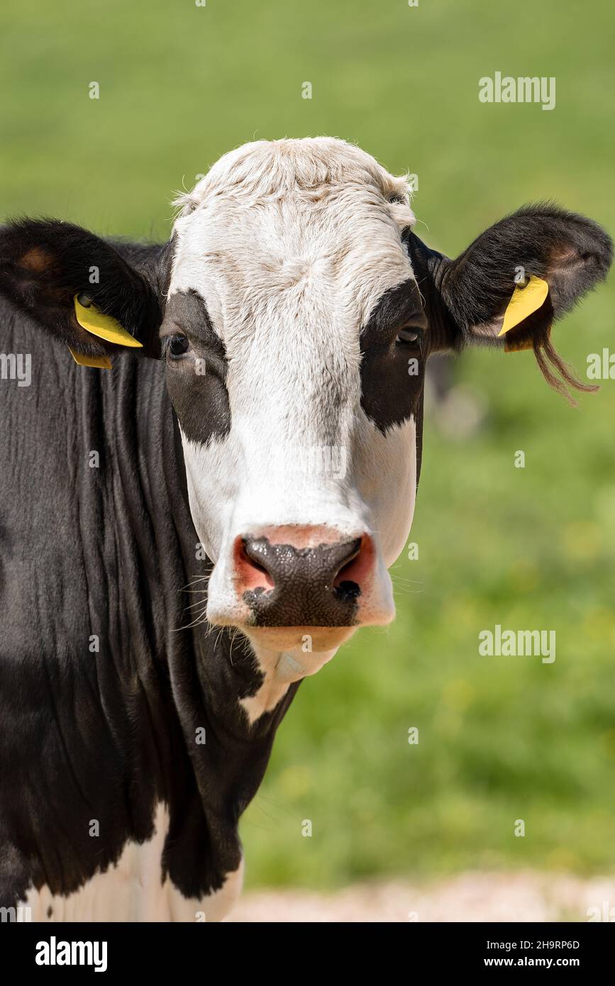 Cow. Portrait of a white and black heifer without horns looking at ...