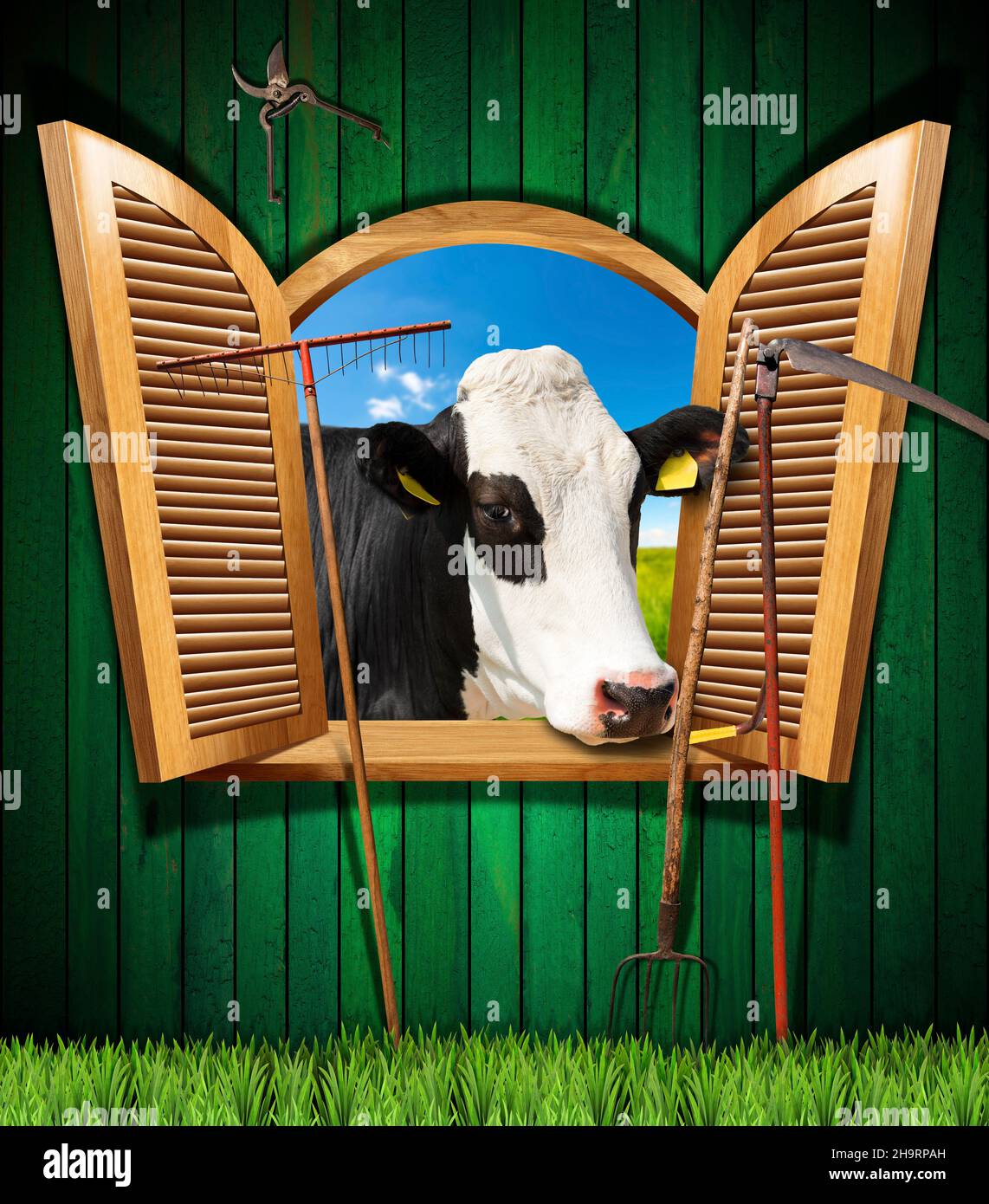Wooden wall with old farm tools and an open window with a head of cow ...