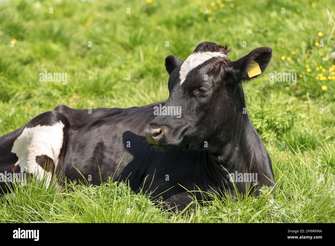 Black cow with white spots hi-res stock photography and images - Alamy