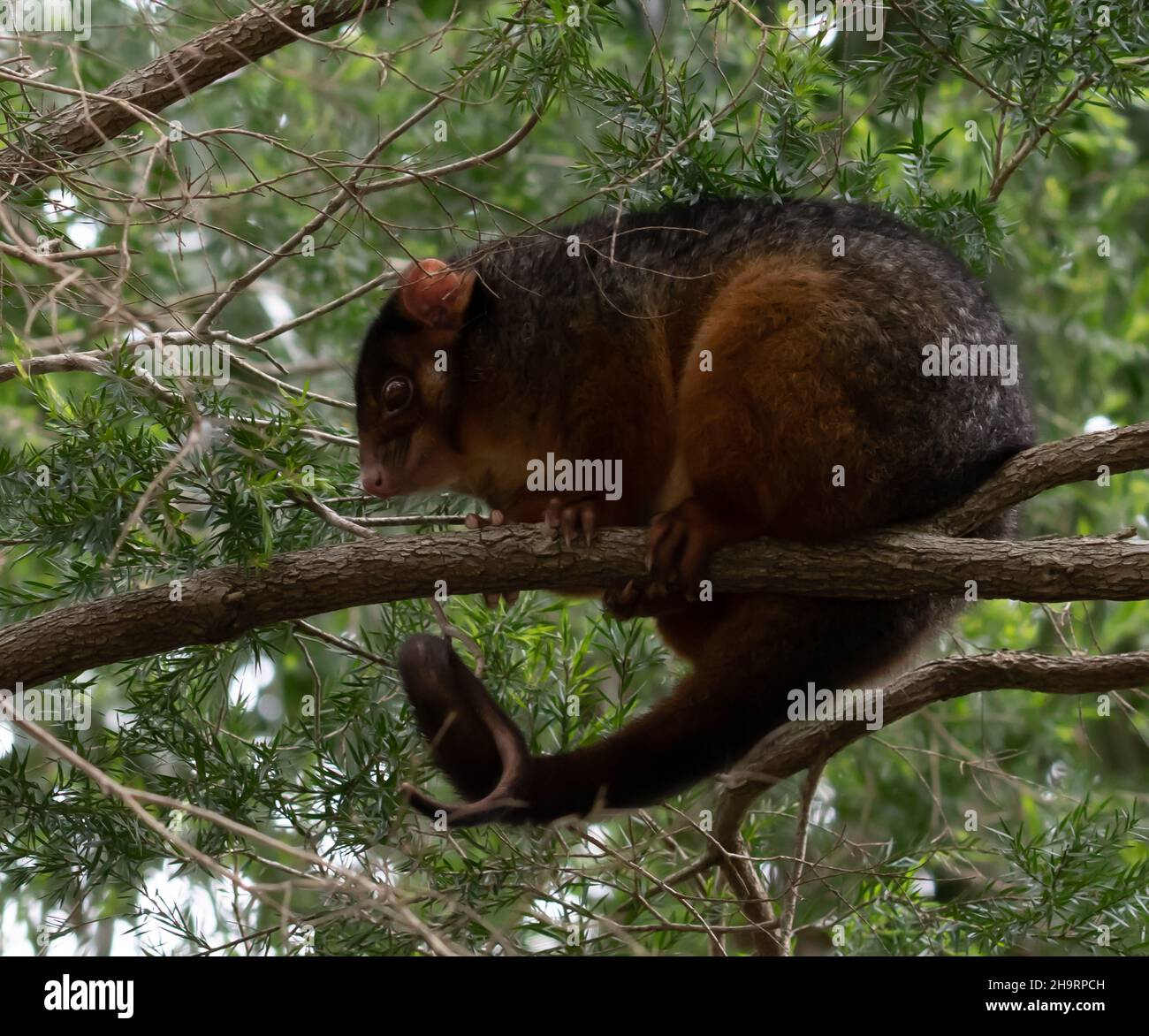 Ringtail possum zoo hi-res stock photography and images - Alamy