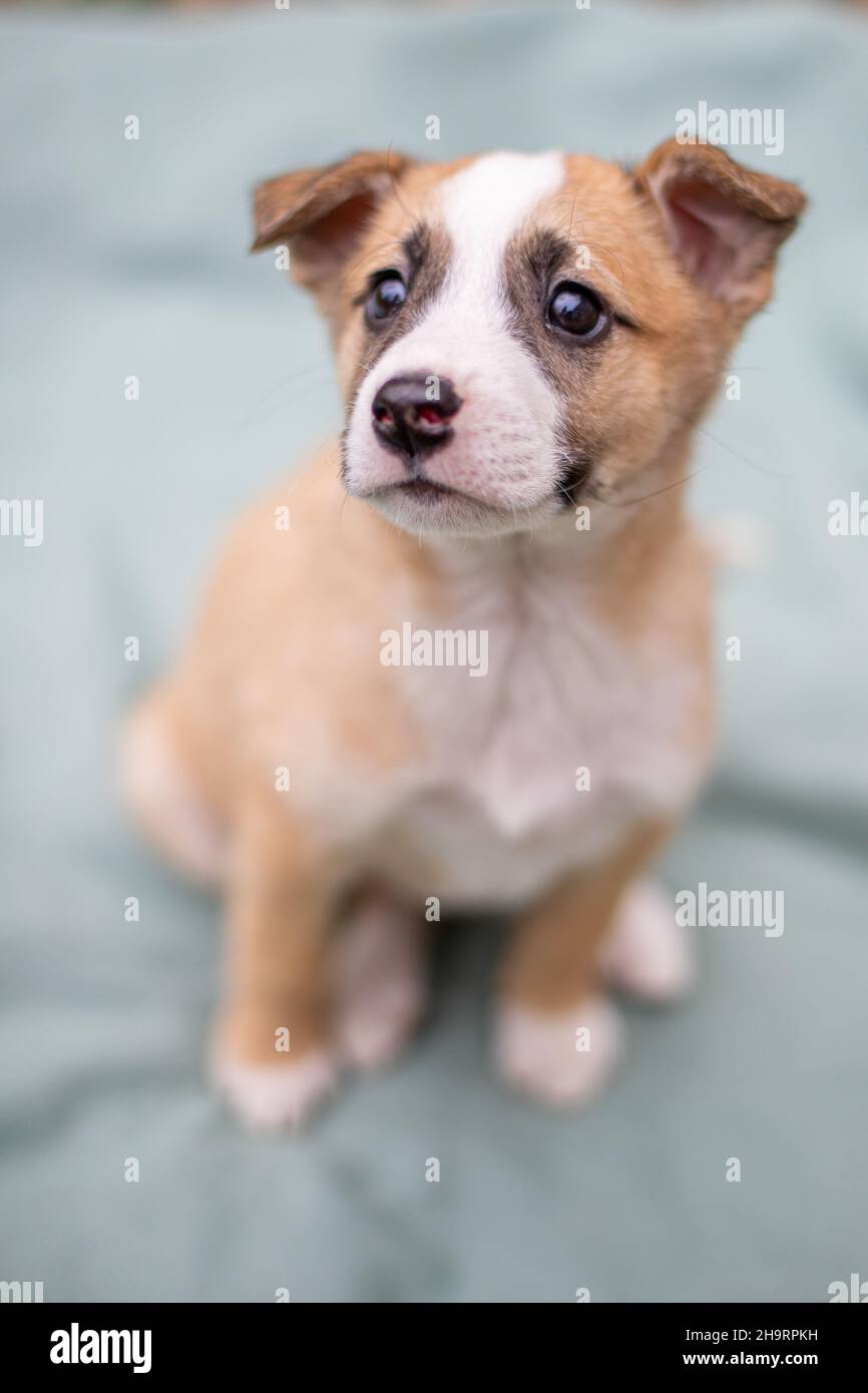 Funny dog smilling, domestic dog Stock Photo - Alamy