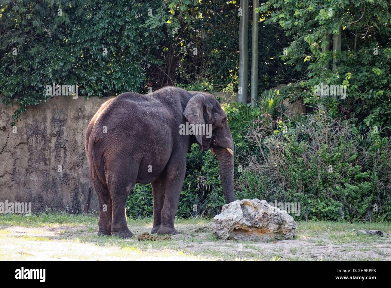 Landscape view of the zoo where the elephant walking Stock Photo - Alamy