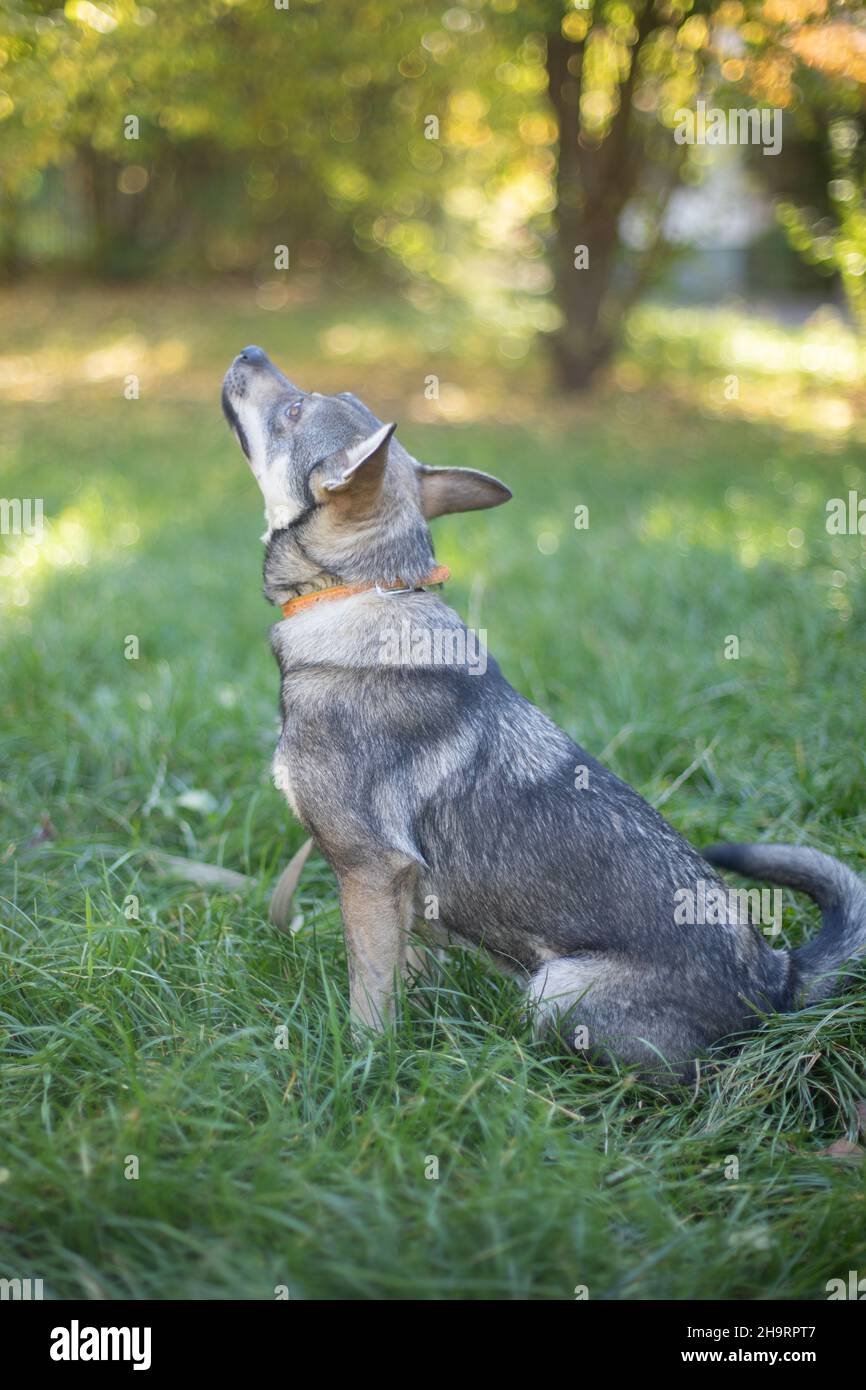 Funny dog smilling, domestic dog Stock Photo - Alamy
