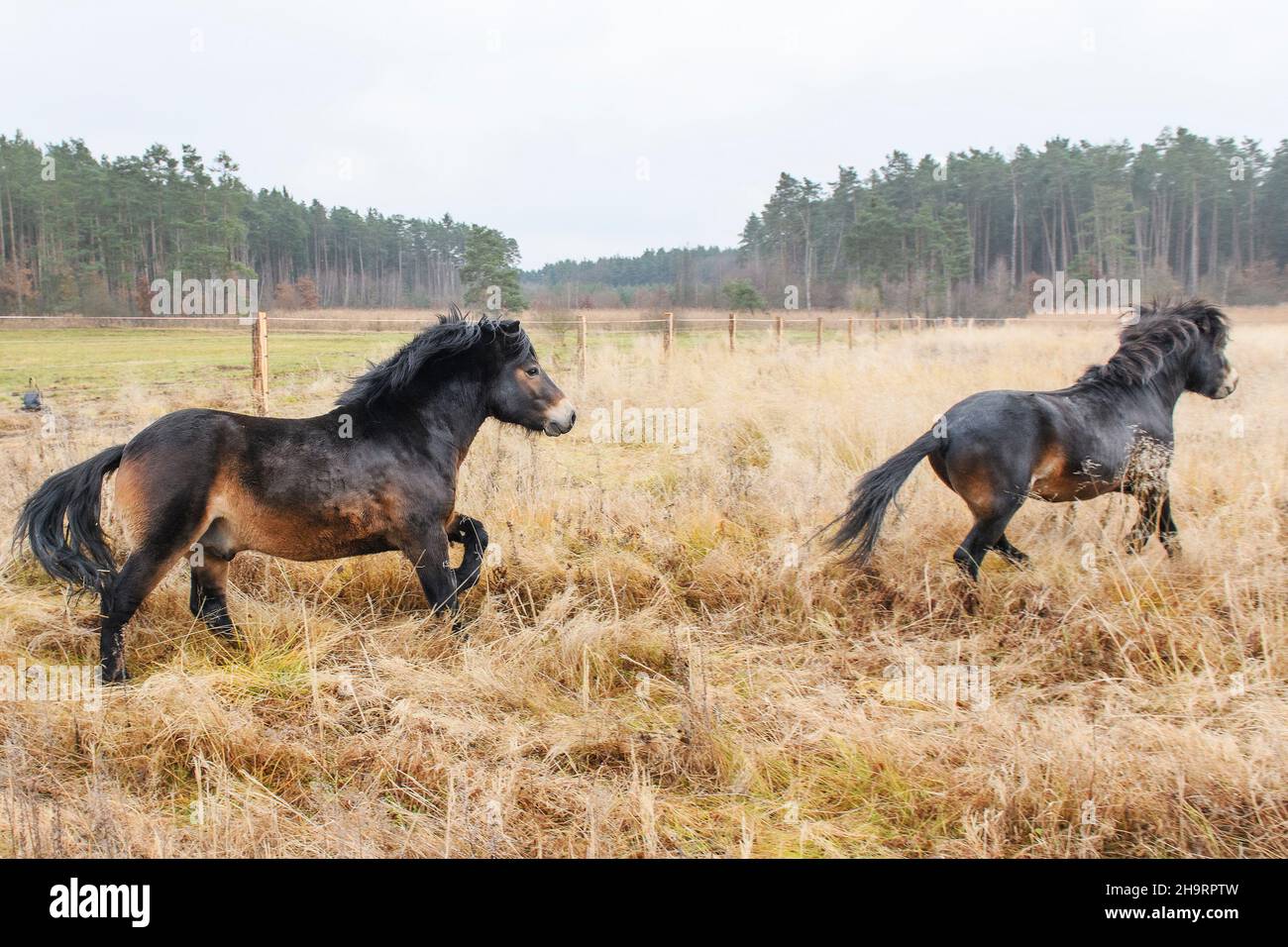 Exmoor pony released near hi-res stock photography and images - Alamy