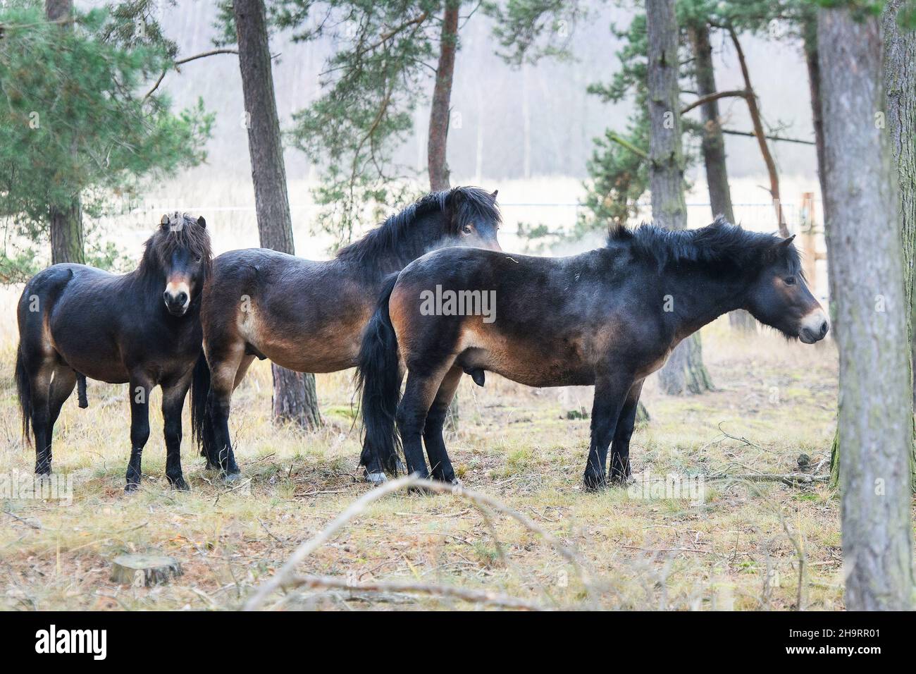 Exmoor pony released near hi-res stock photography and images - Alamy