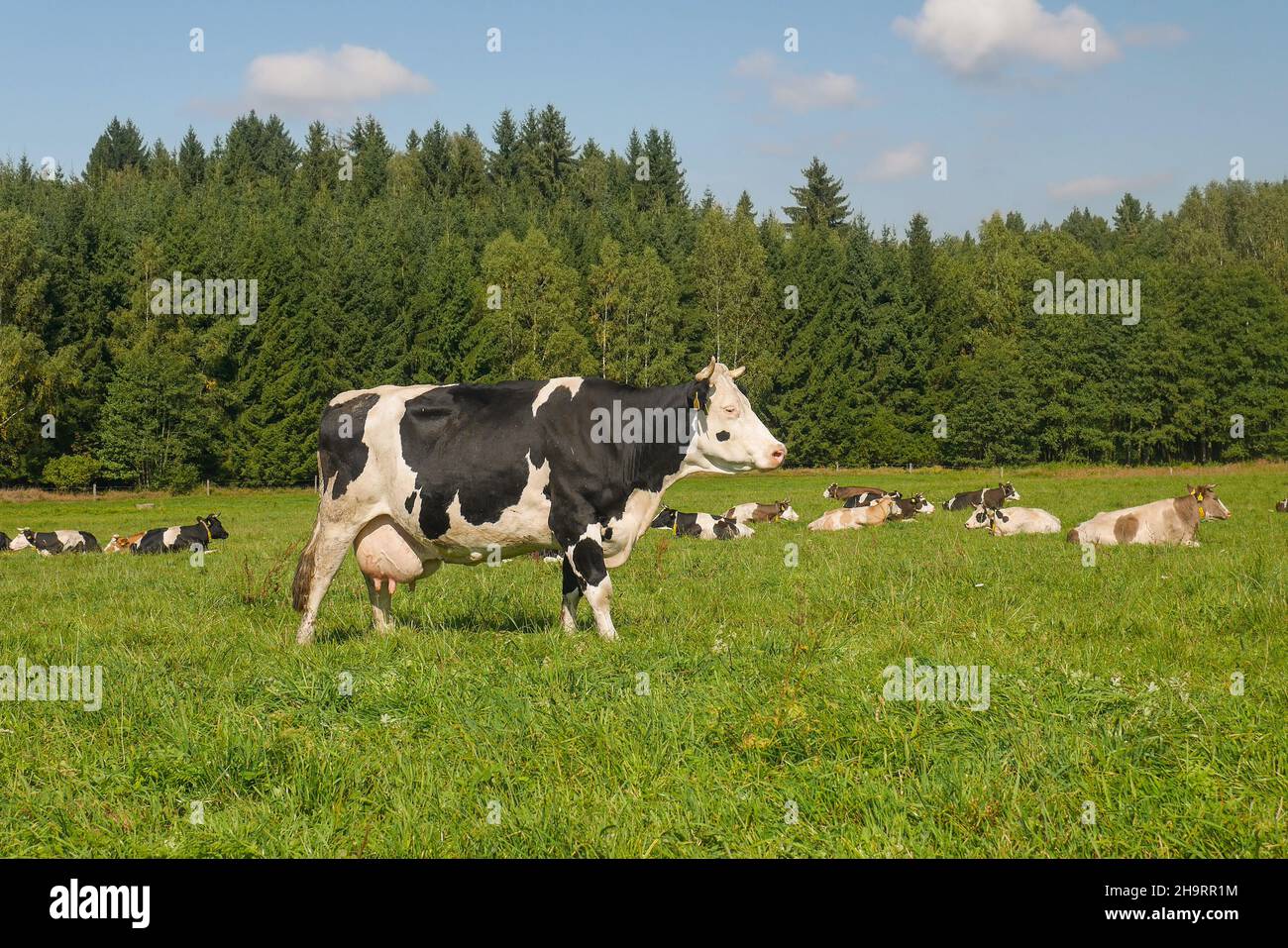 cattle in a pasture, one cow standing in the foreground, a herd of cows ...
