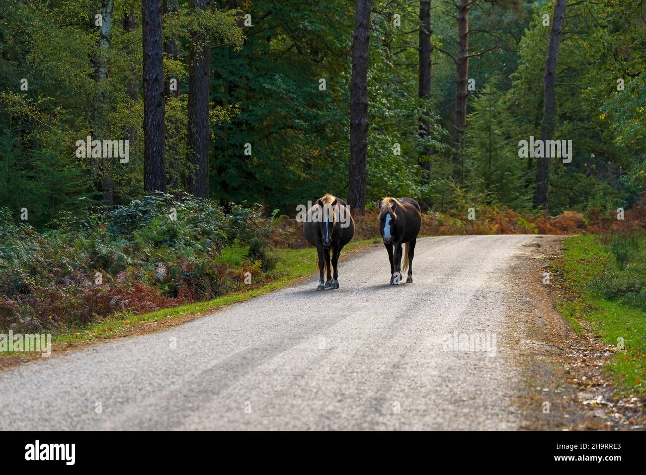 Walking ponies hi-res stock photography and images - Alamy