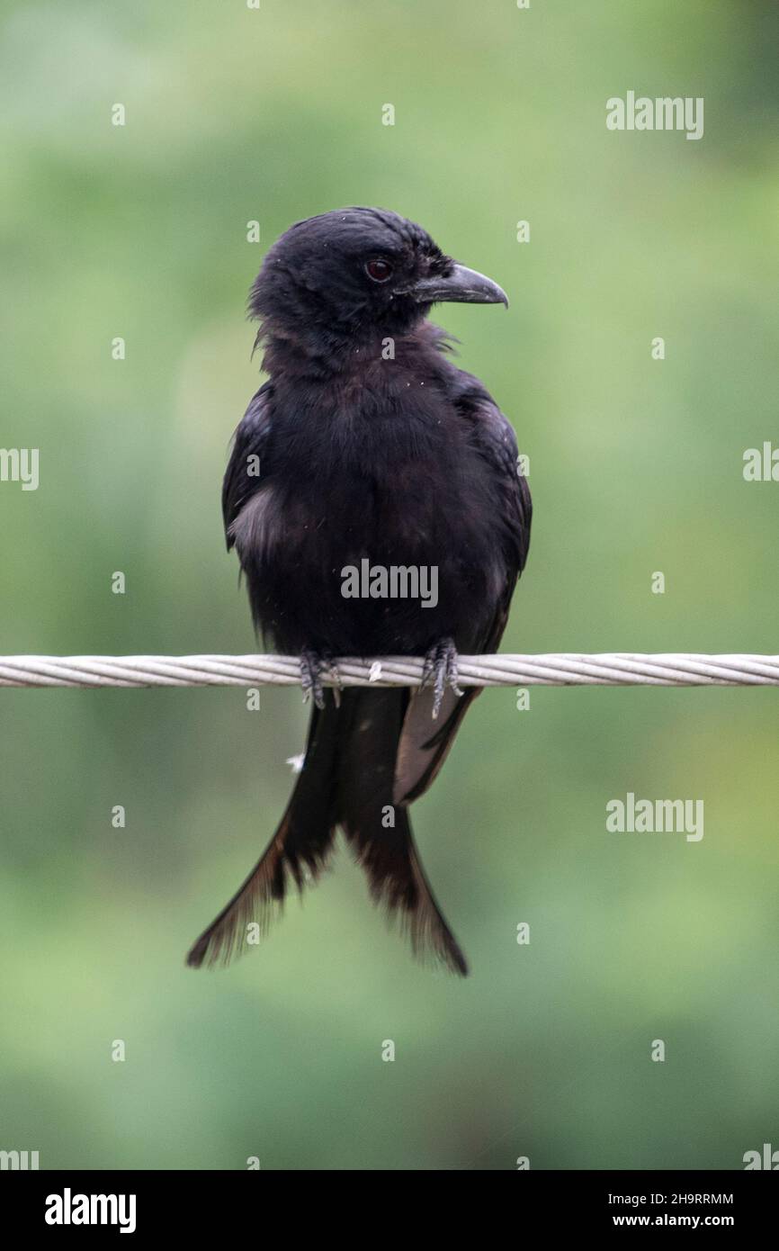 Paradise drongo bird hi-res stock photography and images - Alamy