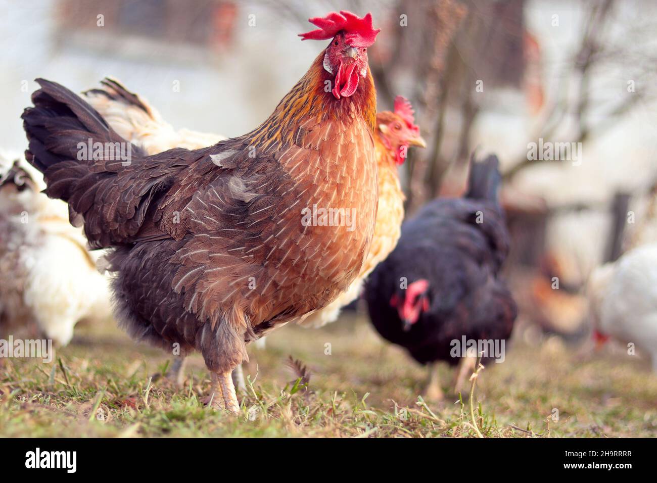 Brown hens on farm hi-res stock photography and images - Alamy