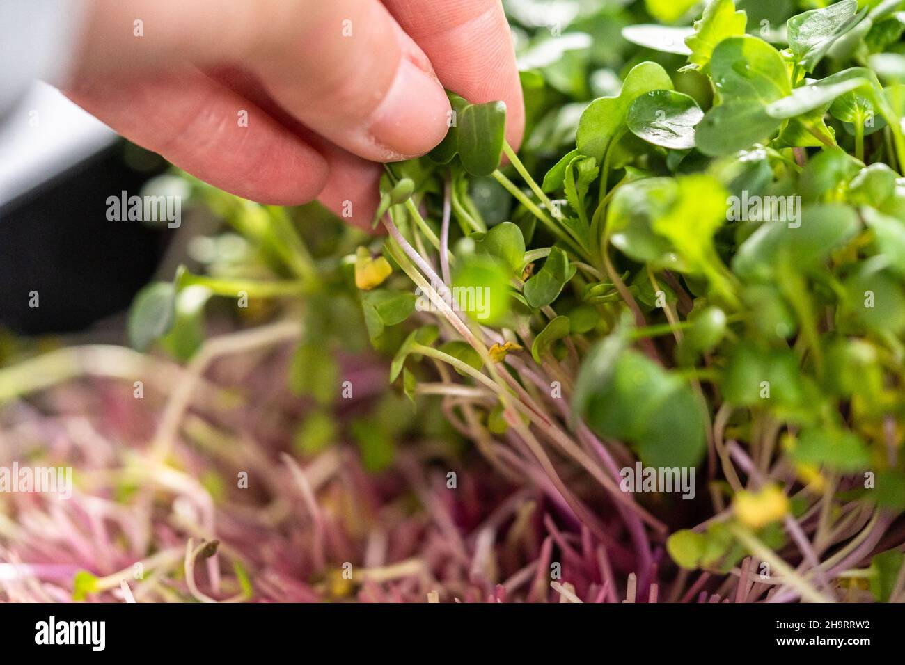 Harvesting radish microgreens from a large plastic tray Stock Photo - Alamy