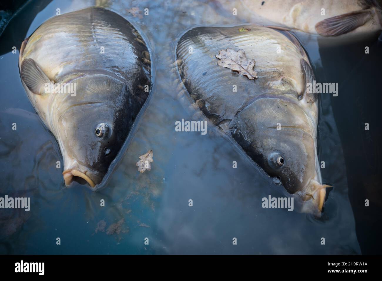 Etang a poissons hi-res stock photography and images - Alamy