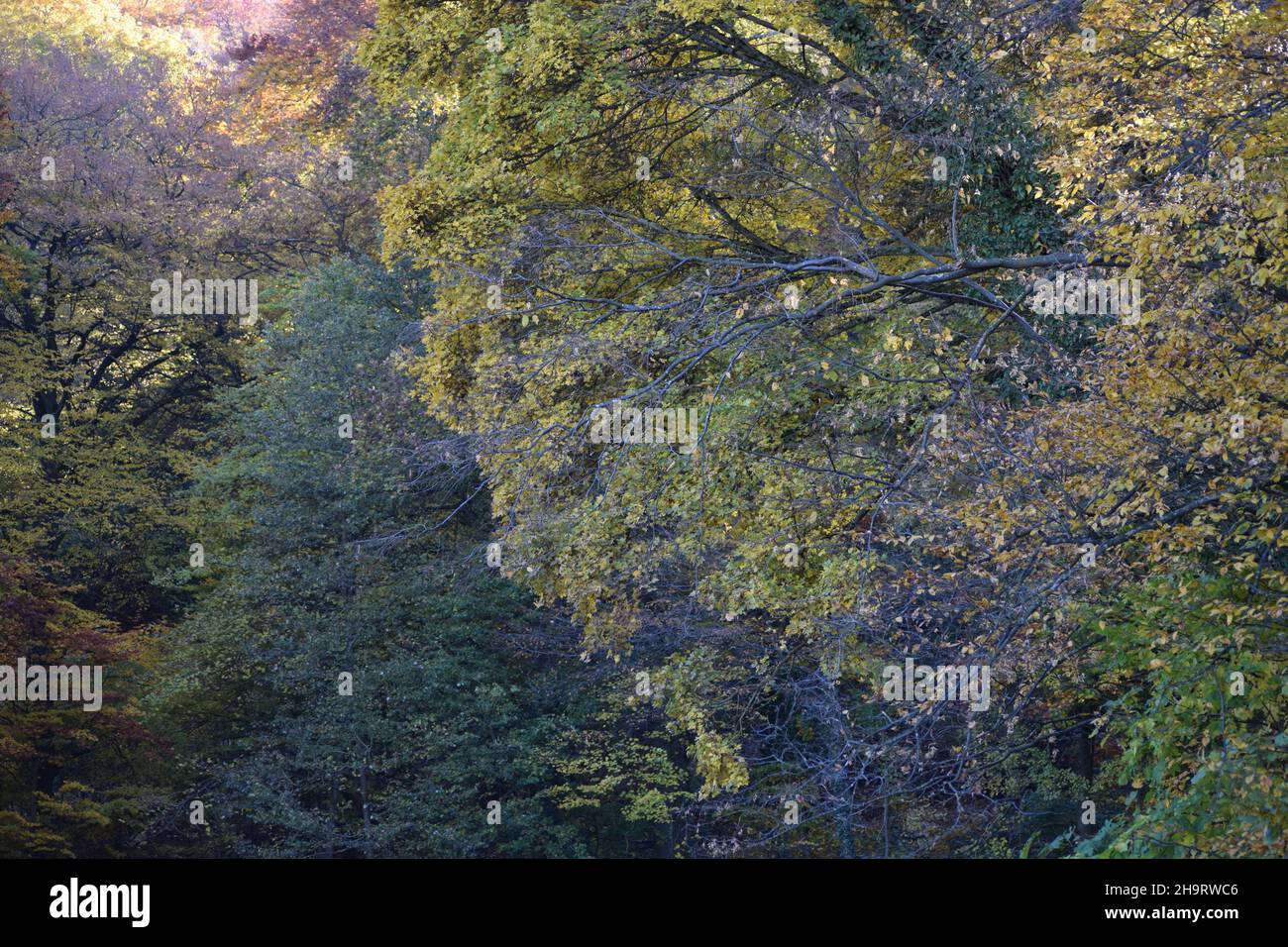 the October sun penetrates the Canopy Stock Photo - Alamy
