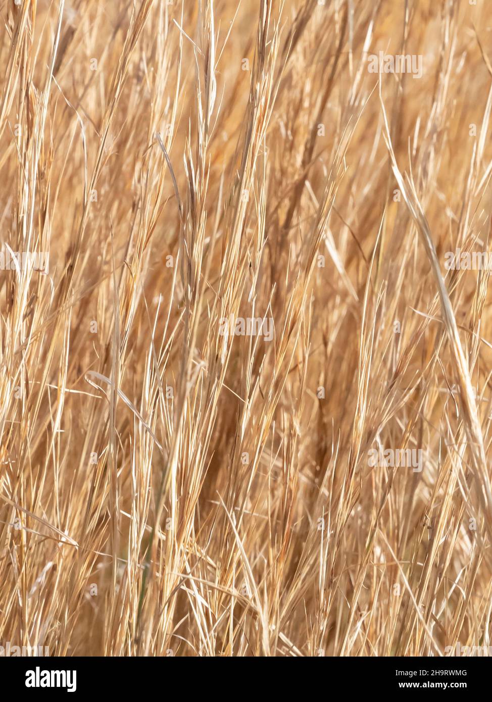 Closeup of light colored winter tall grass Stock Photo - Alamy
