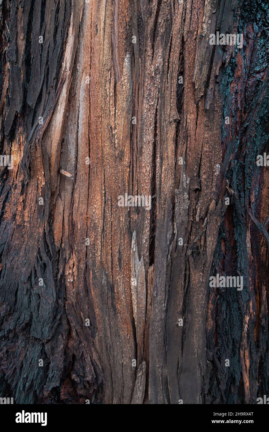 details of the texture of a tree trunk with rough and chipped bark ...