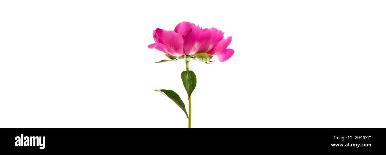 Beautiful pink peony isolated on white background. Floral wide ...
