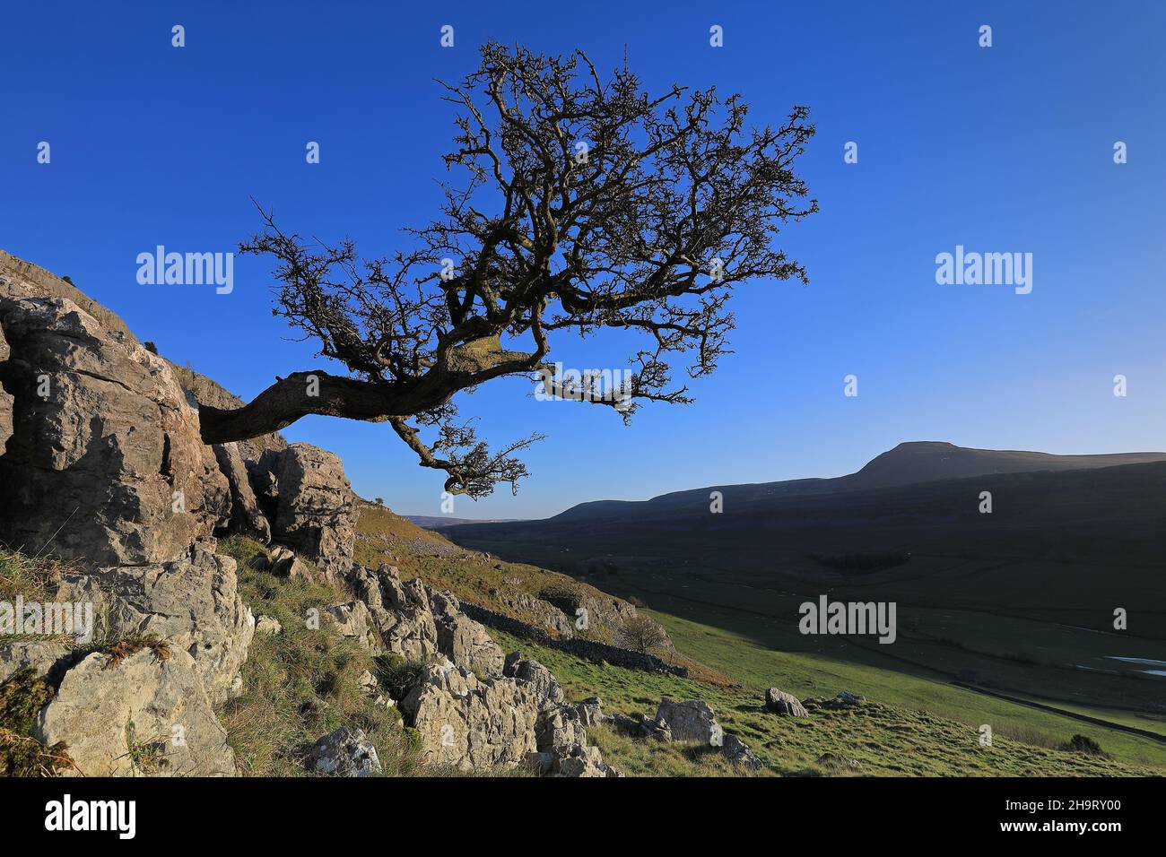 A lone tree clings to limestone rocks at Twistleton Scar, with a view ...