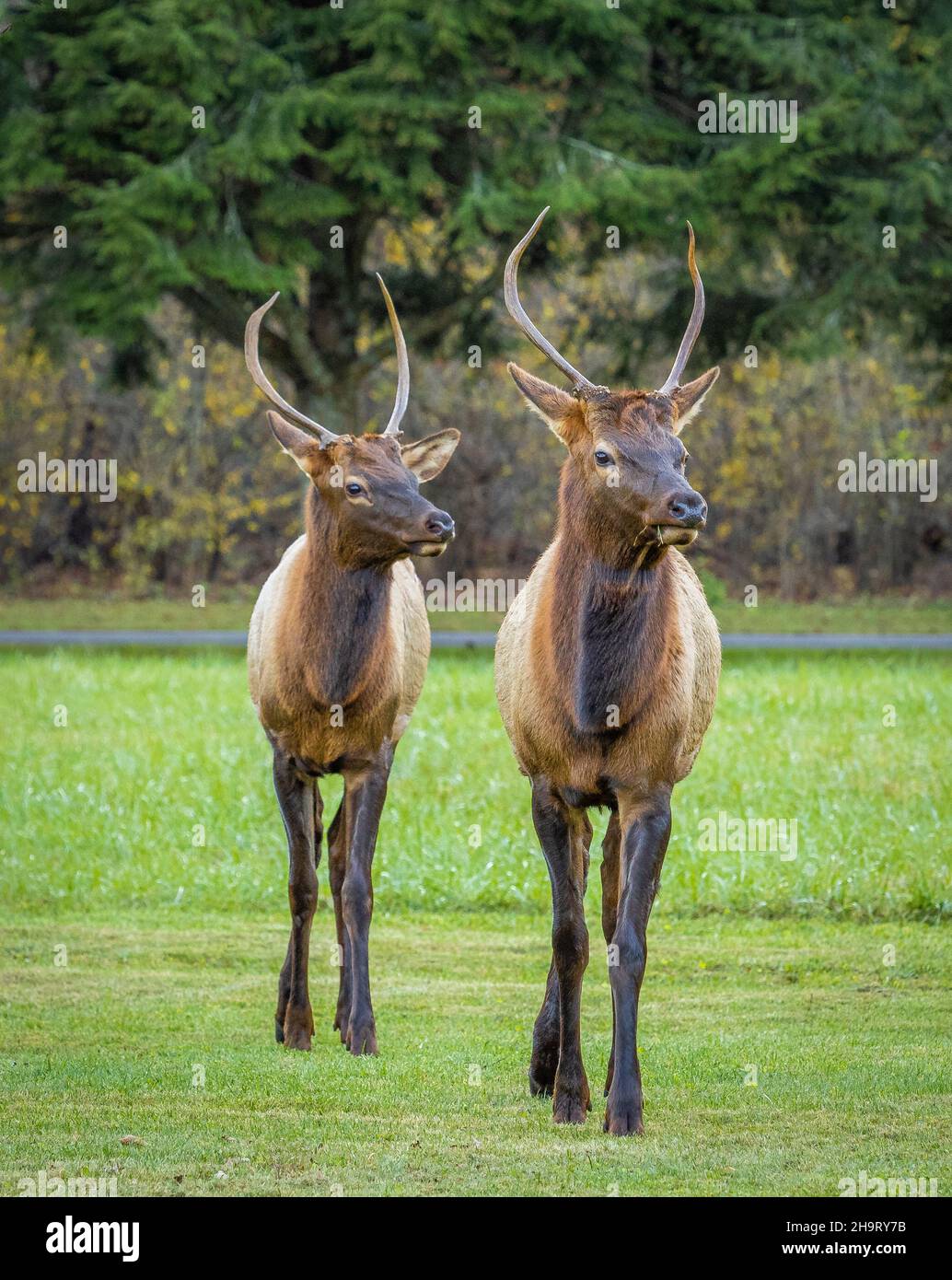 Two Elk or Manitoban Elk sparring near Oconaluftee Visitor Center in ...