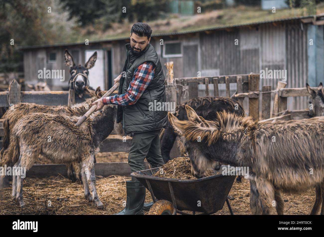 A farmer cleaning the cattle-pen and looking busy Stock Photo - Alamy