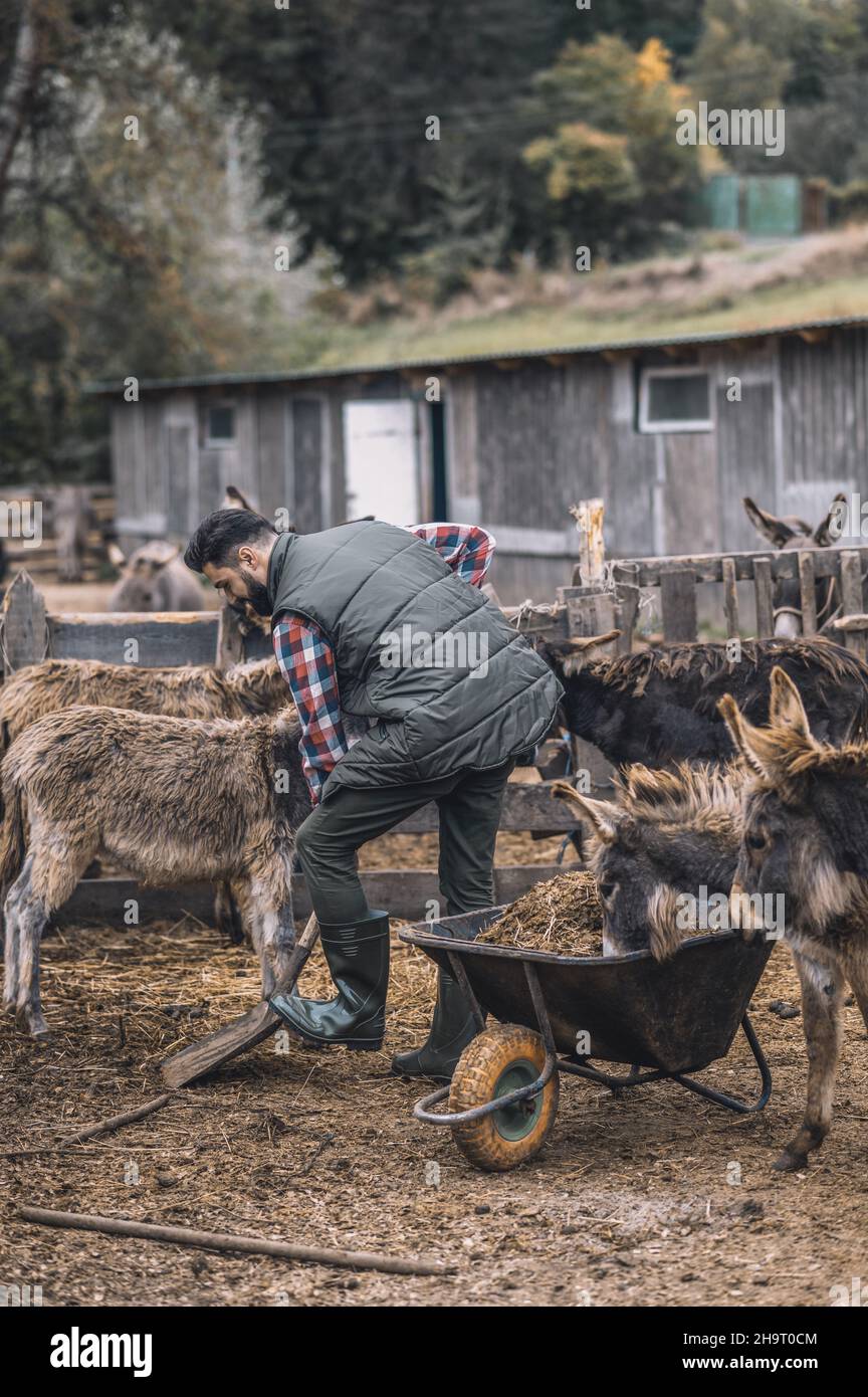 A farmer cleaning the cattle-pen and looking busy Stock Photo - Alamy