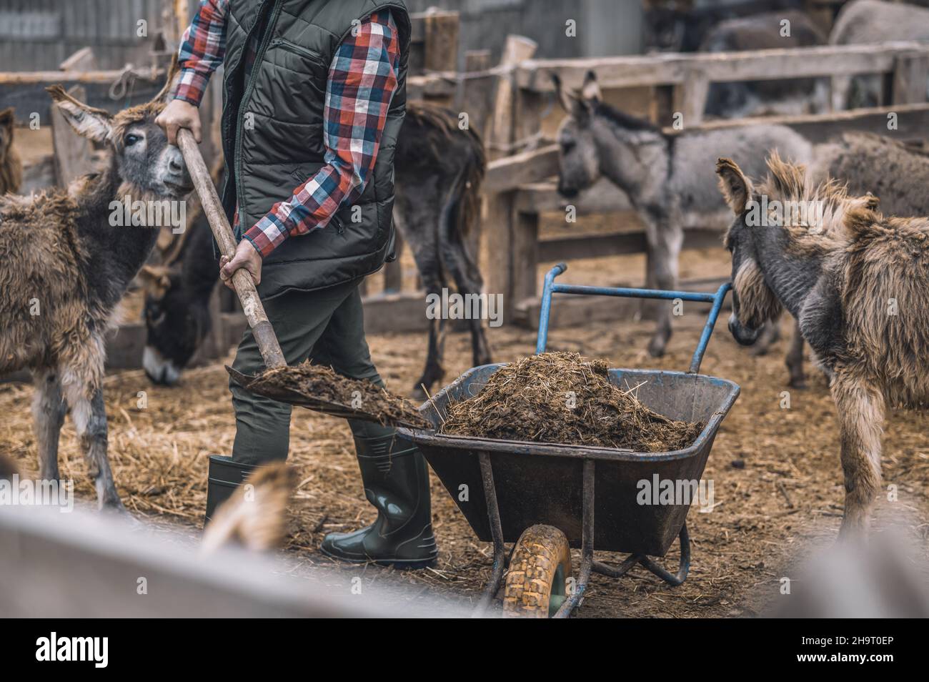 Farmer with a spade cleaning the dung in the stall Stock Photo - Alamy