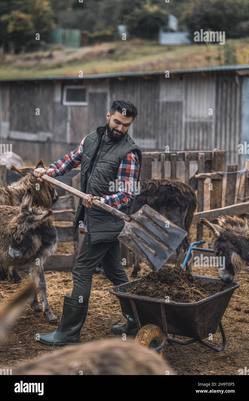 Farmer with a spade cleaning the dung in the stall Stock Photo - Alamy