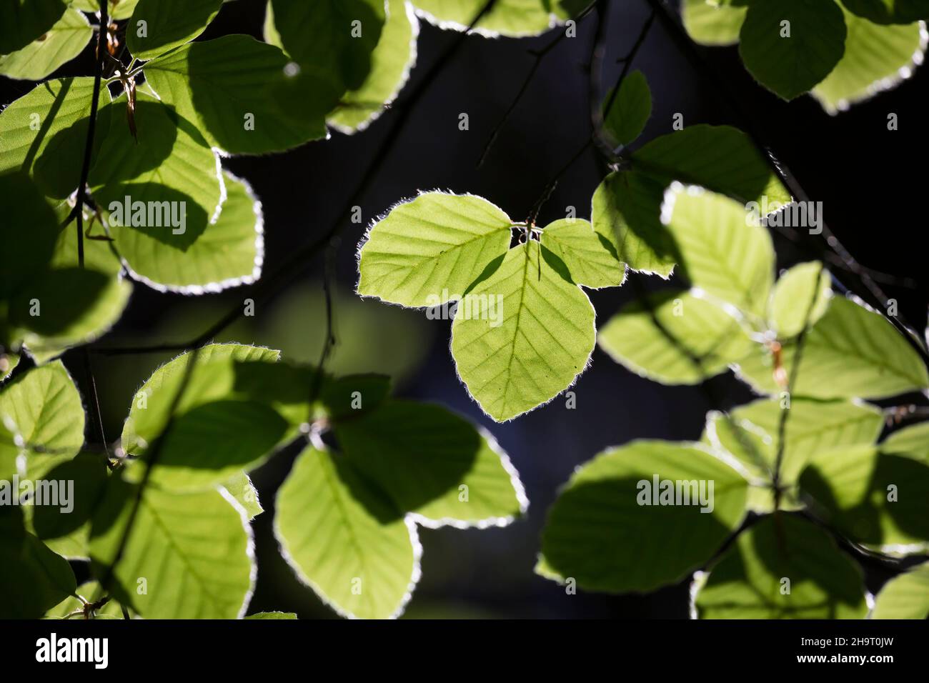 Buche rot buche rotbuche fagus sylvatica hi-res stock photography and ...
