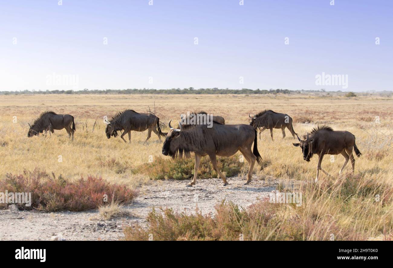 A large group of Wildebeest walking away in savannah, Namibia Stock ...