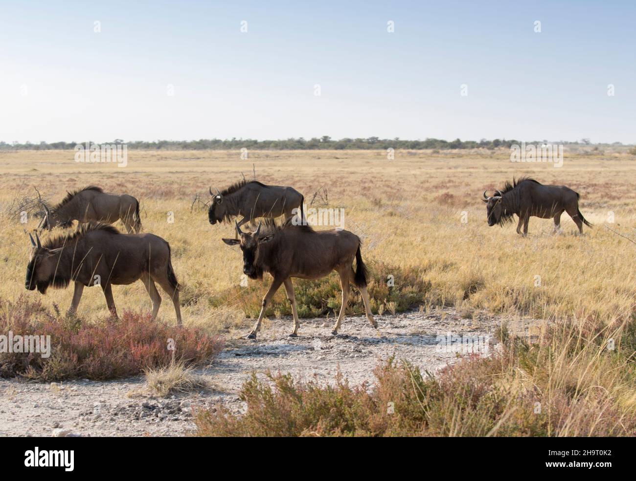 A large group of Wildebeest walking away in savannah, Namibia Stock ...