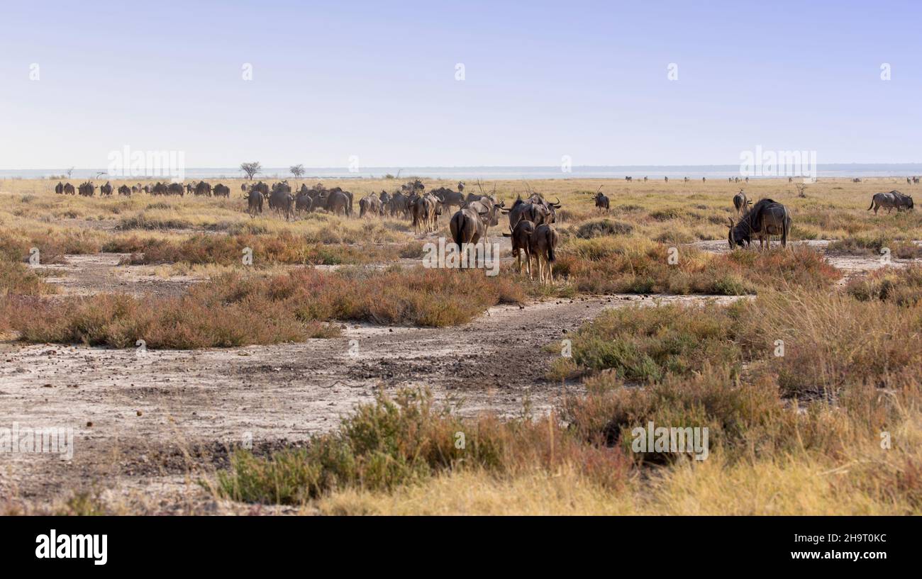 A large group of Wildebeest walking away in savannah, Namibia Stock ...
