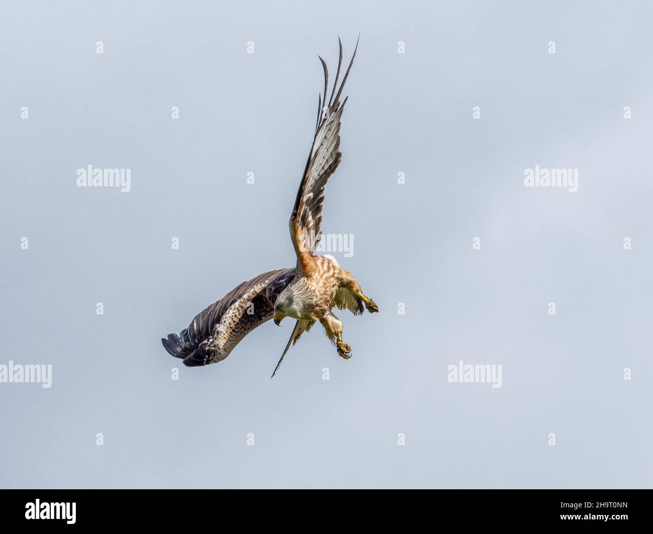 Red Kites feeding Stock Photo - Alamy