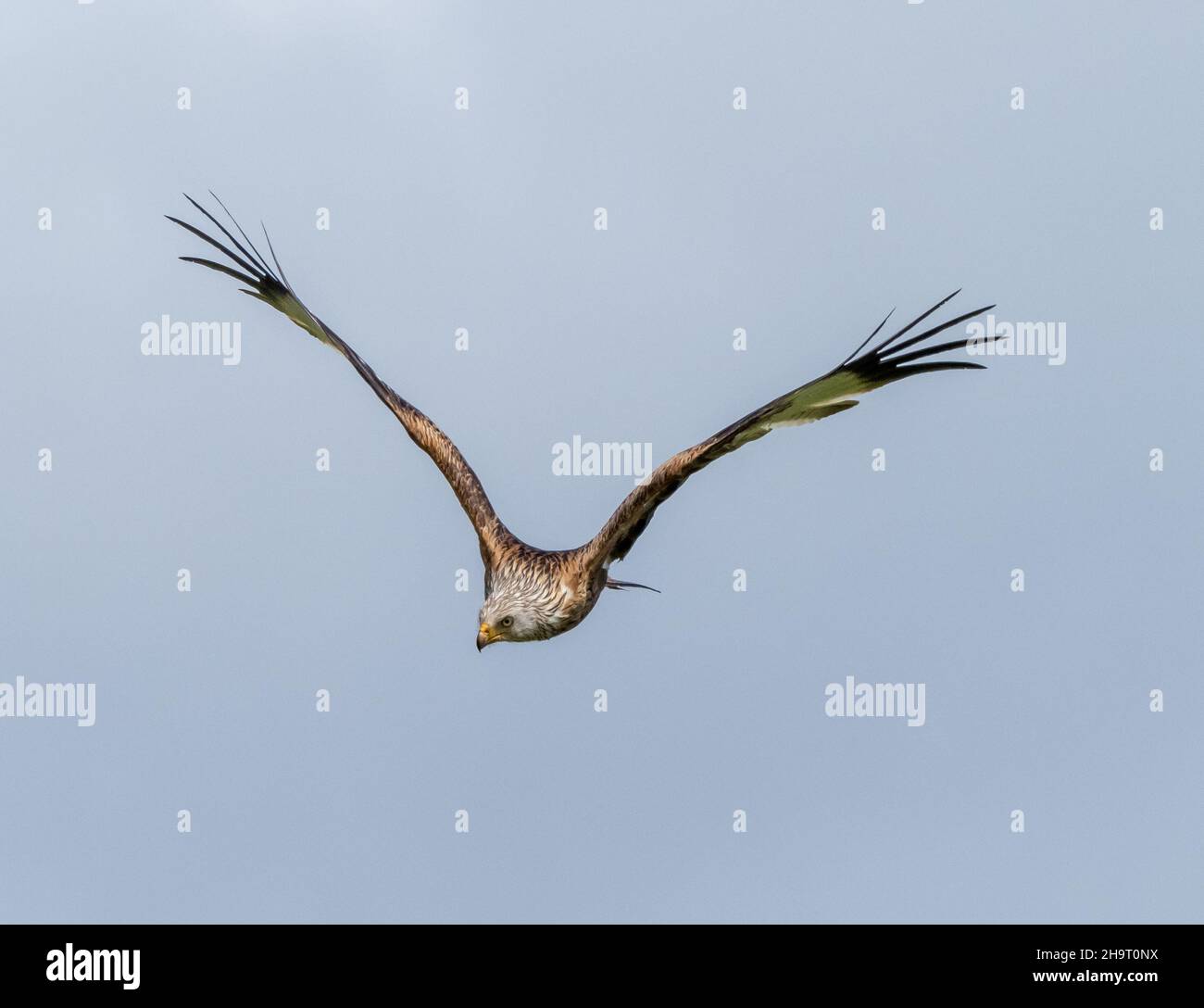 Red Kites feeding Stock Photo - Alamy