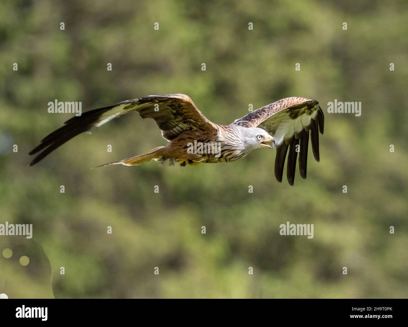 Red Kites feeding Stock Photo - Alamy