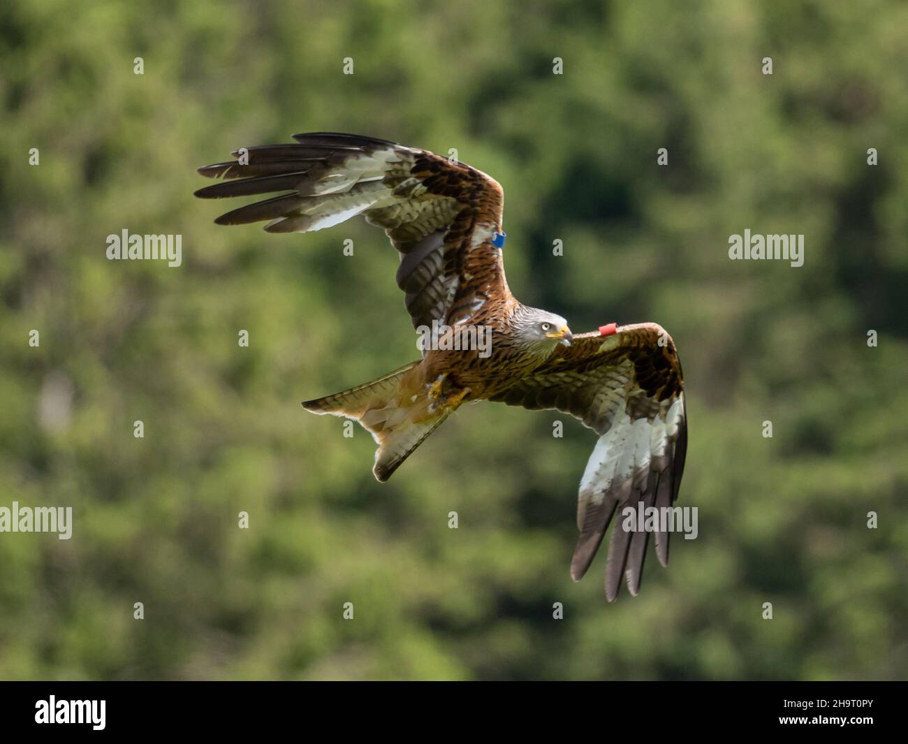 Red Kites feeding Stock Photo - Alamy