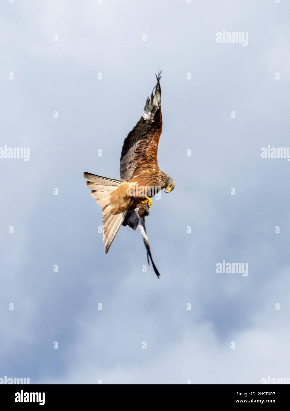 Red Kites feeding Stock Photo - Alamy