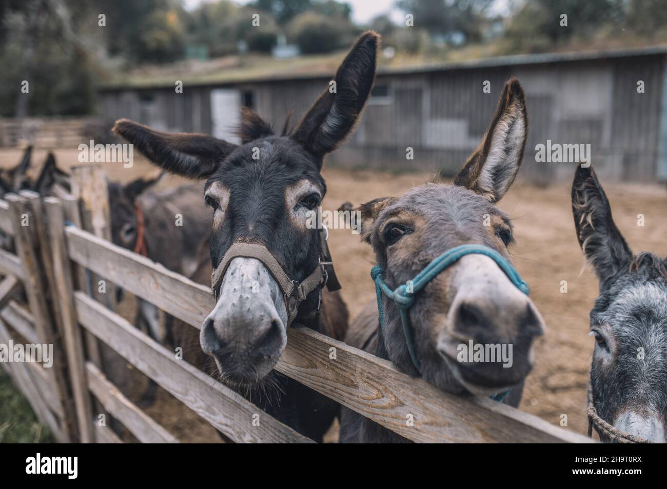 Cattle pen hi-res stock photography and images - Alamy