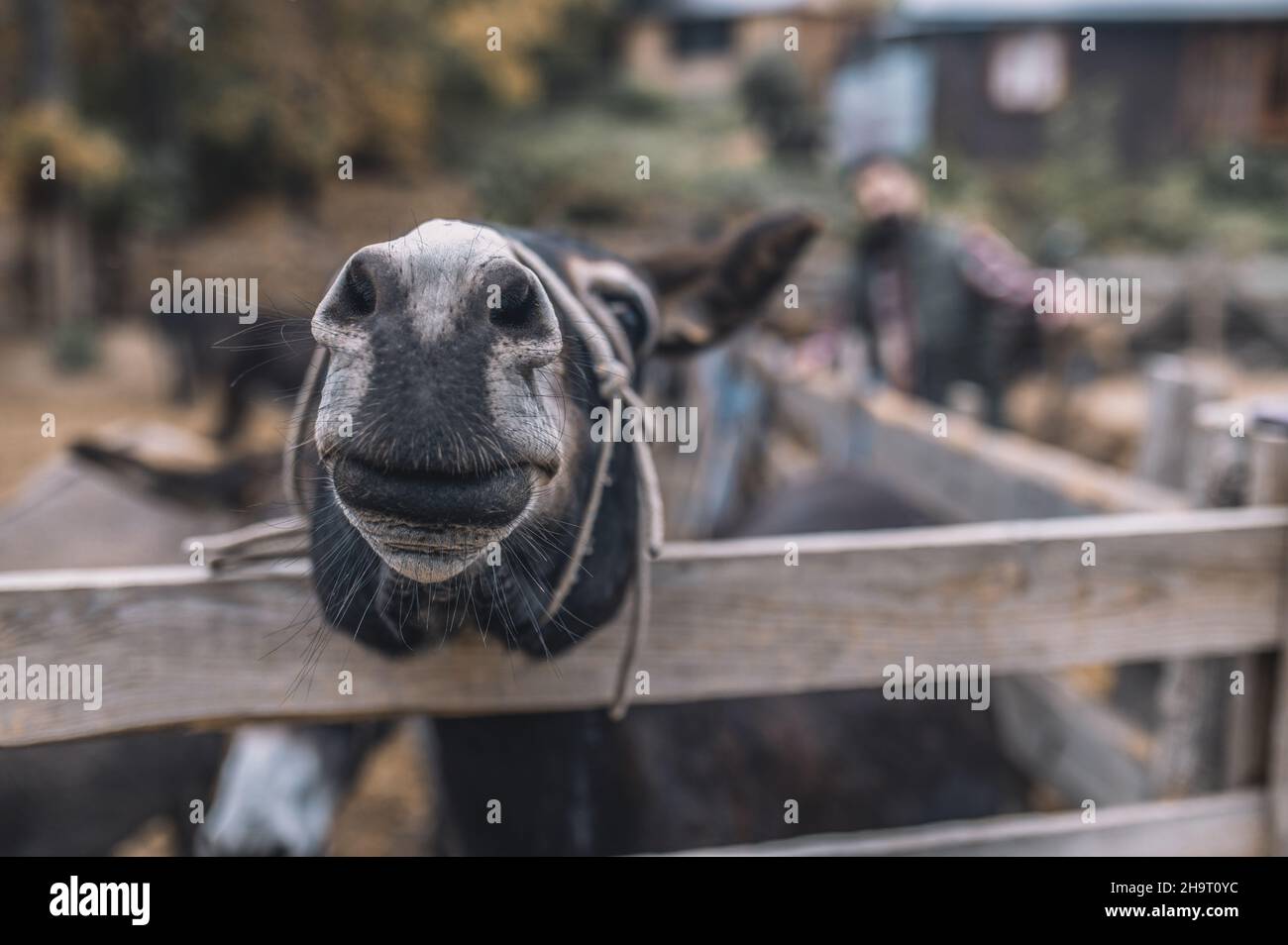 Donkeys in the cattle-pen at the organic farm Stock Photo - Alamy