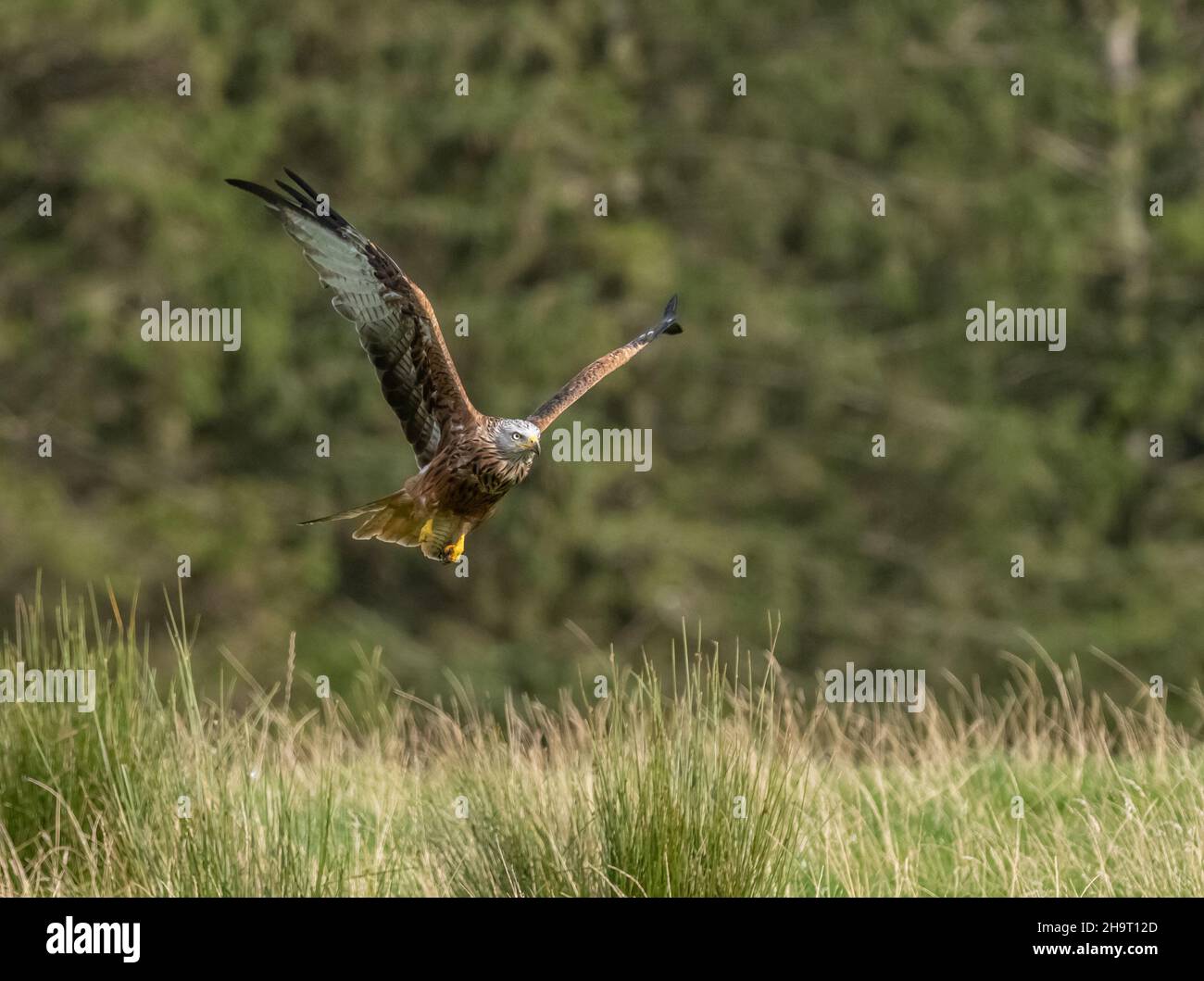 Red Kites feeding Stock Photo - Alamy