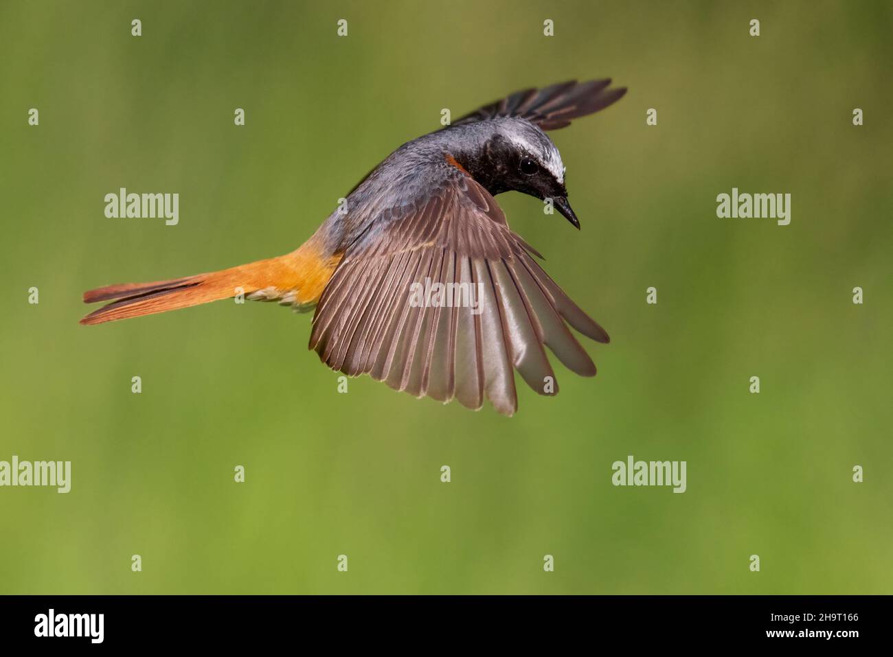 Common Redstart (Phoenicurus phoenicurus), side view of an adult male ...