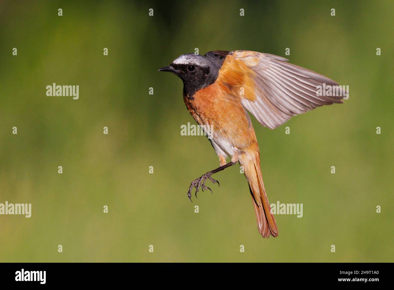 Common Redstart (Phoenicurus phoenicurus), side view of an adult male ...