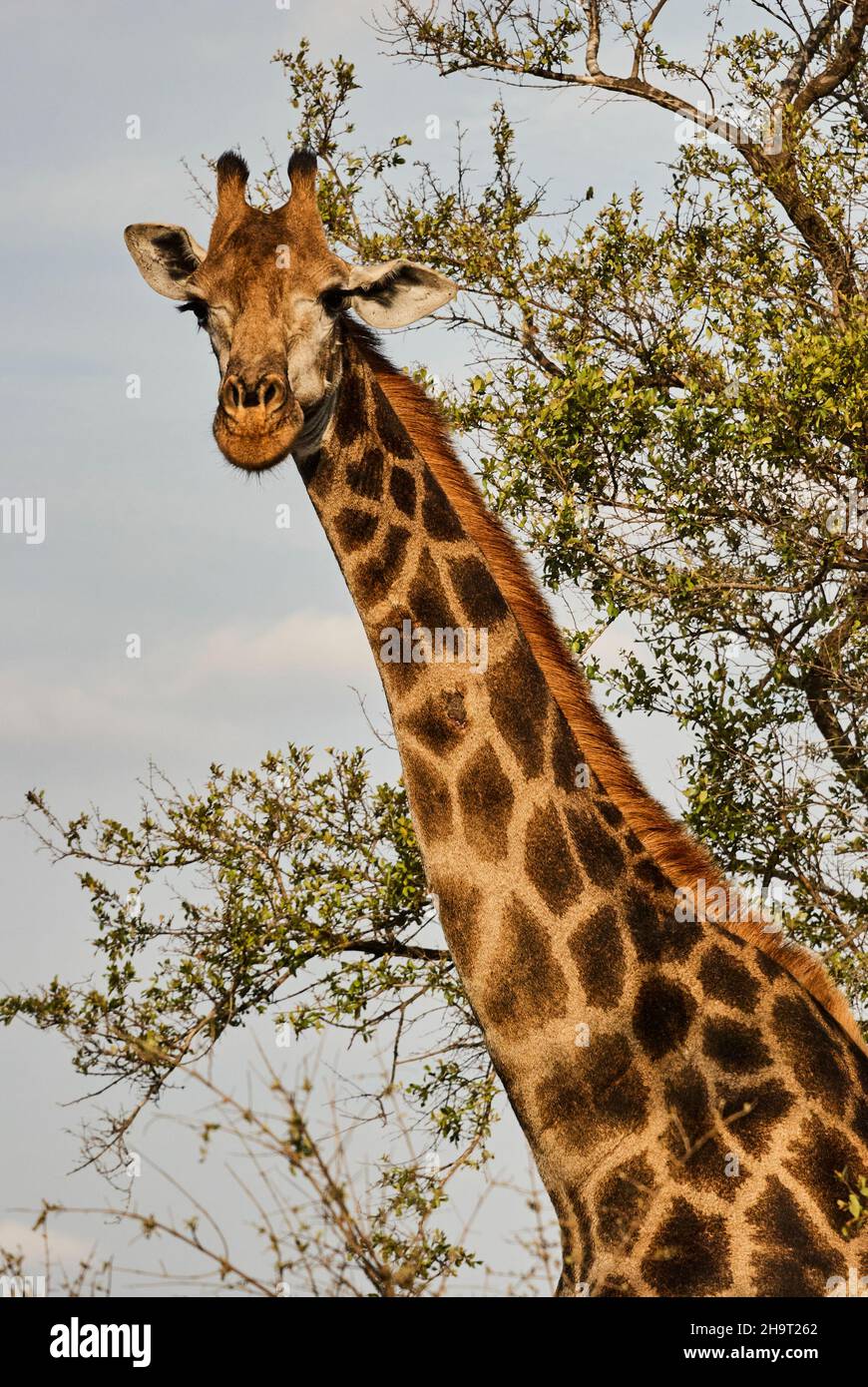 Close up of a tall Giraffe standing in the bush, South Africa Stock ...