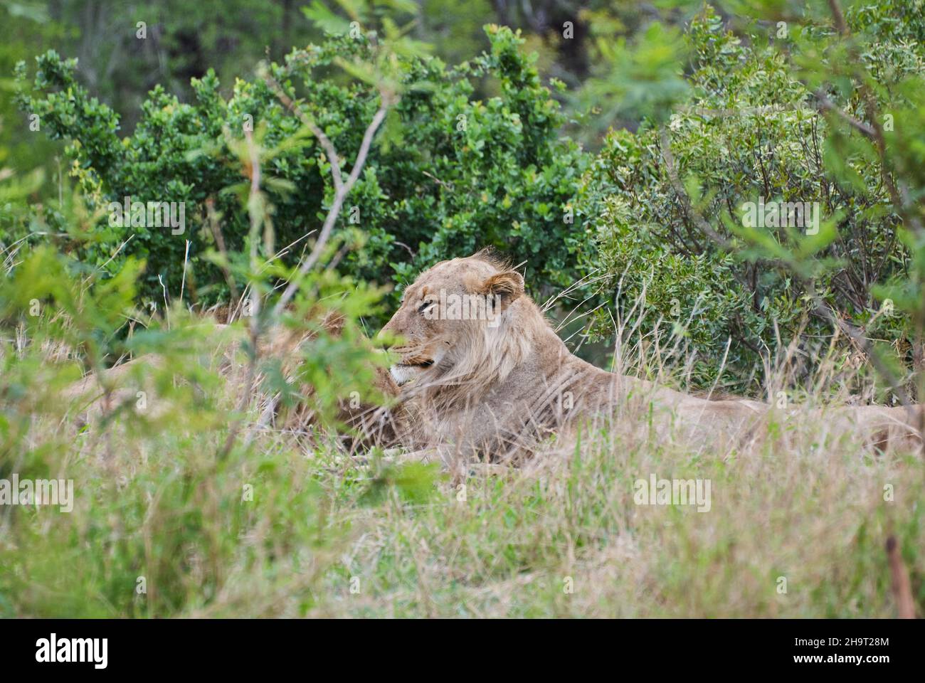 African Lion in its natural habitat in the bush Stock Photo - Alamy