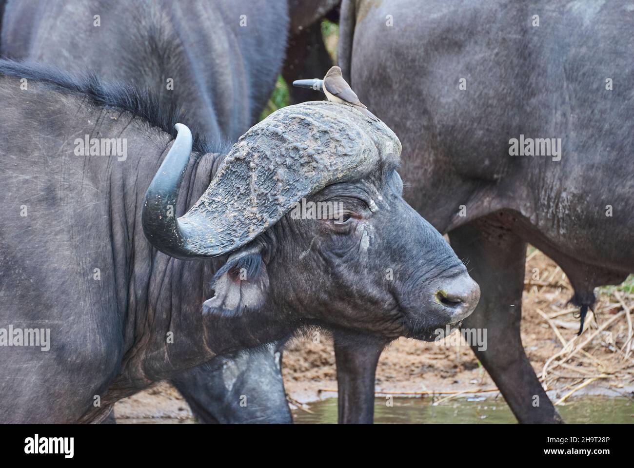Herd of african cape buffalo standing in the bush Stock Photo - Alamy