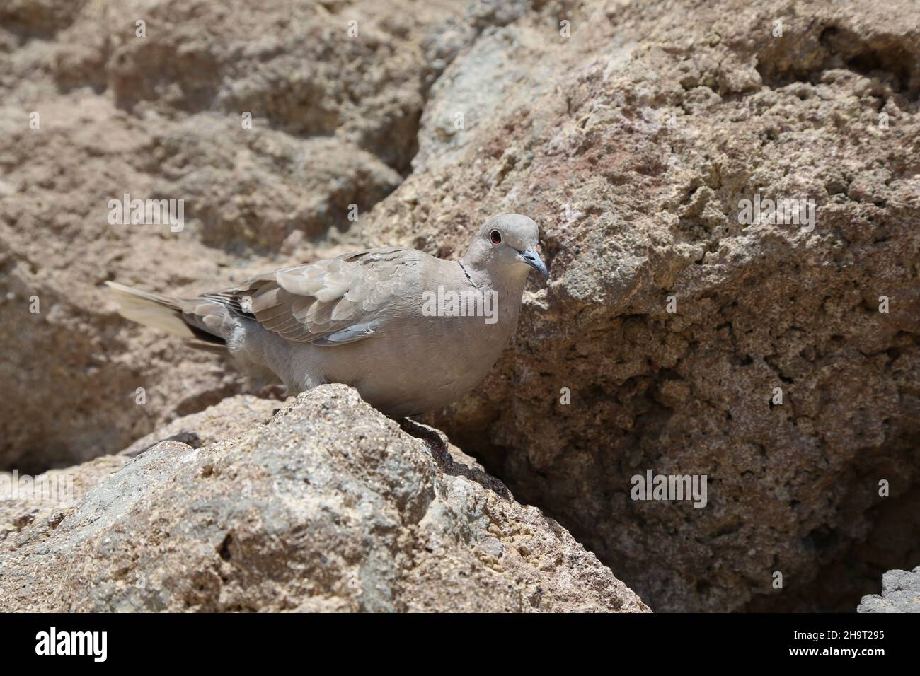 Small Eurasian collared dove on the rocky coast in summer Stock Photo ...