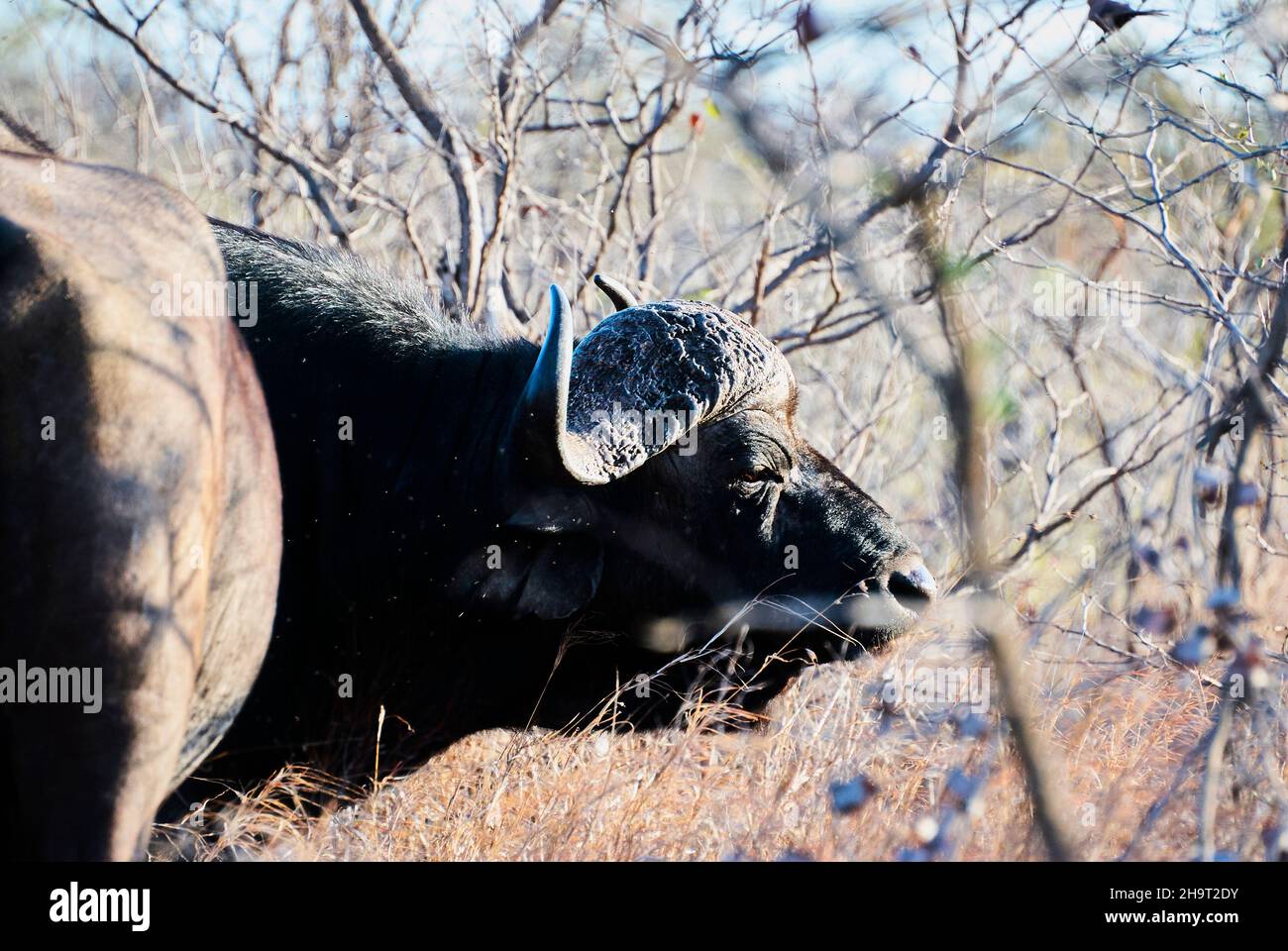 Cape buffalo bull hi-res stock photography and images - Alamy